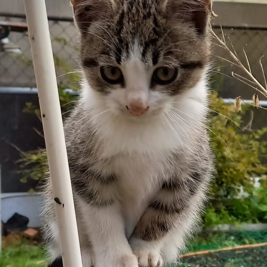 Котята 2 мес и 2 недели