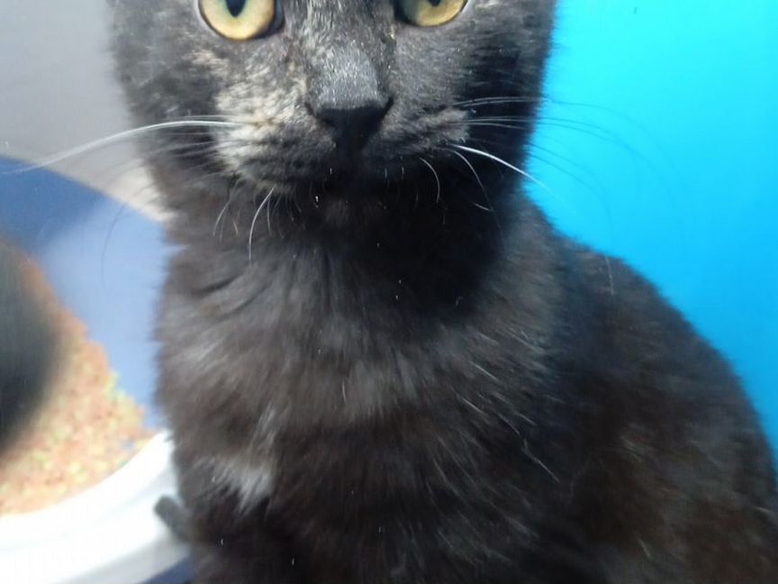 Котёнок. Привита, кастрирована. 4,5 мес