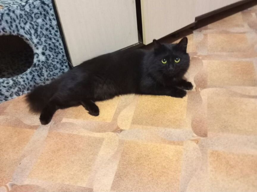 Отдам кота в добрые руки
