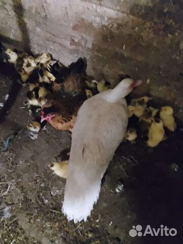 Утка с утятами