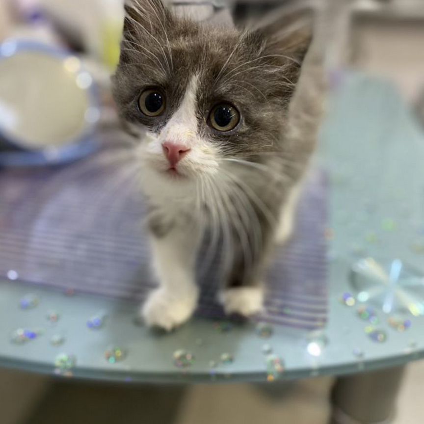 Малыш в добрые руки