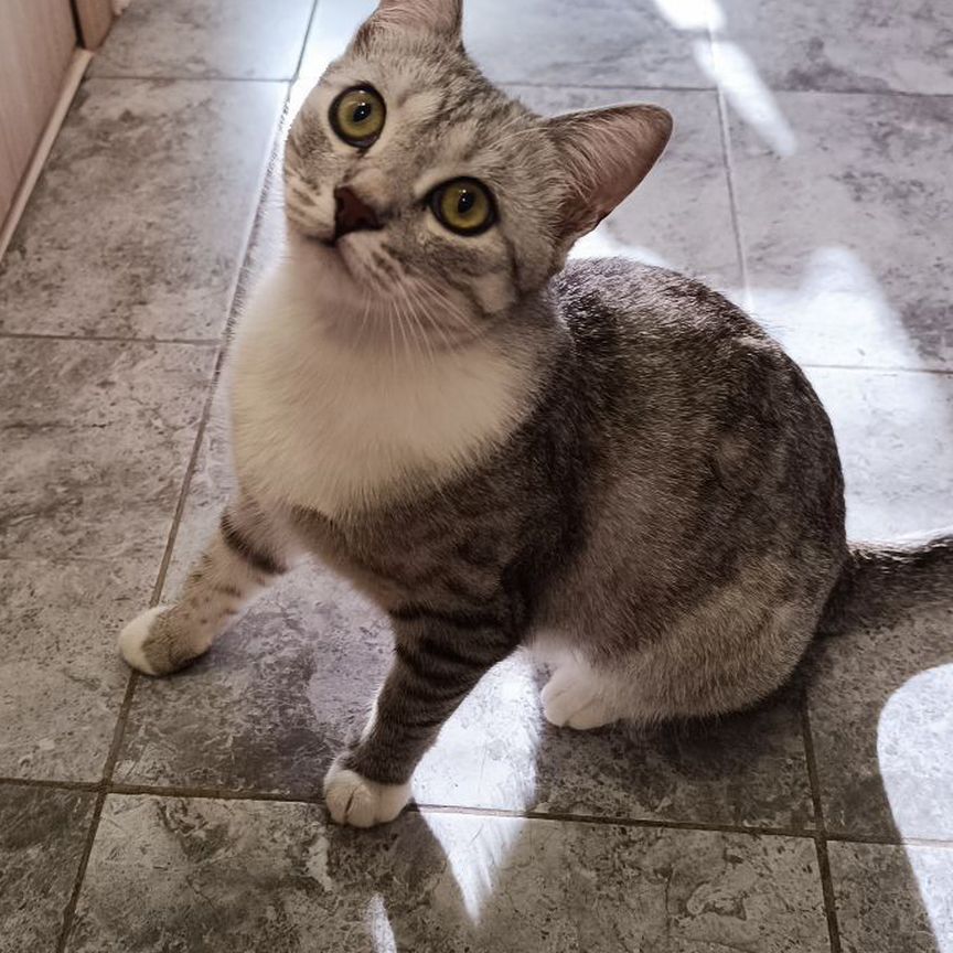 Котёнок в добрые руки