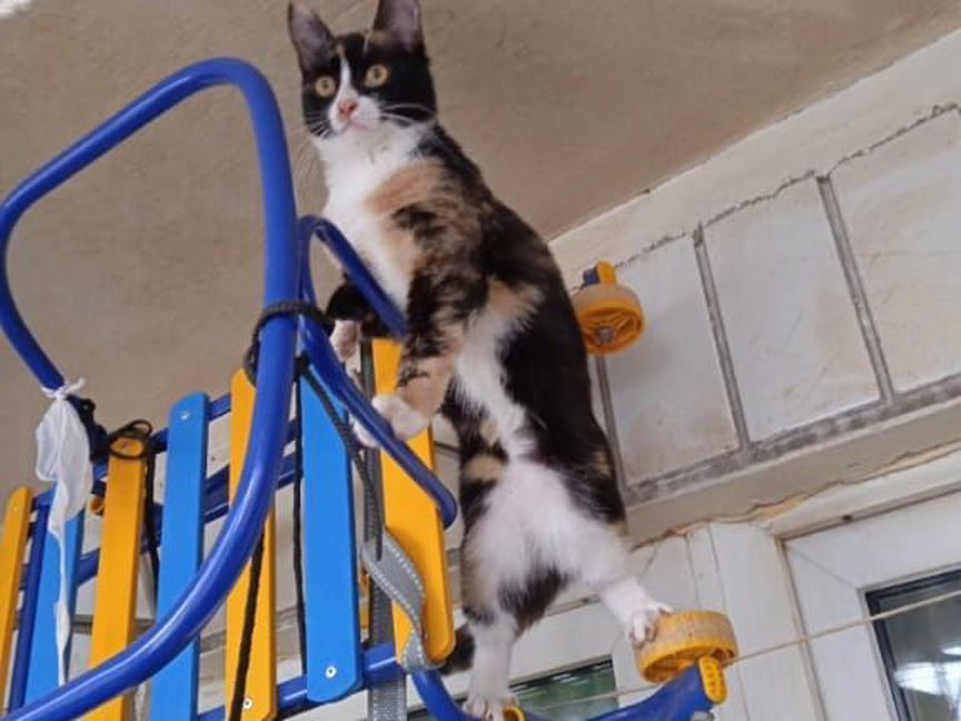 Кошки в добрые руки бесплатно