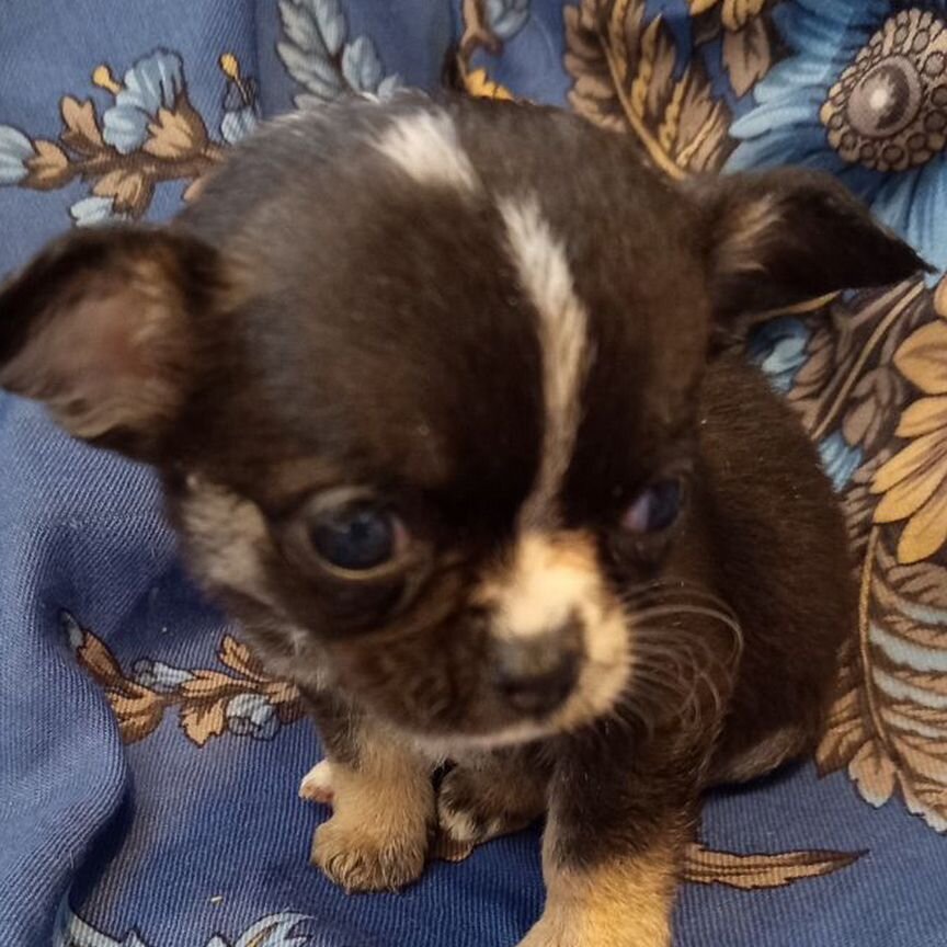 Чихуахуа, щенок