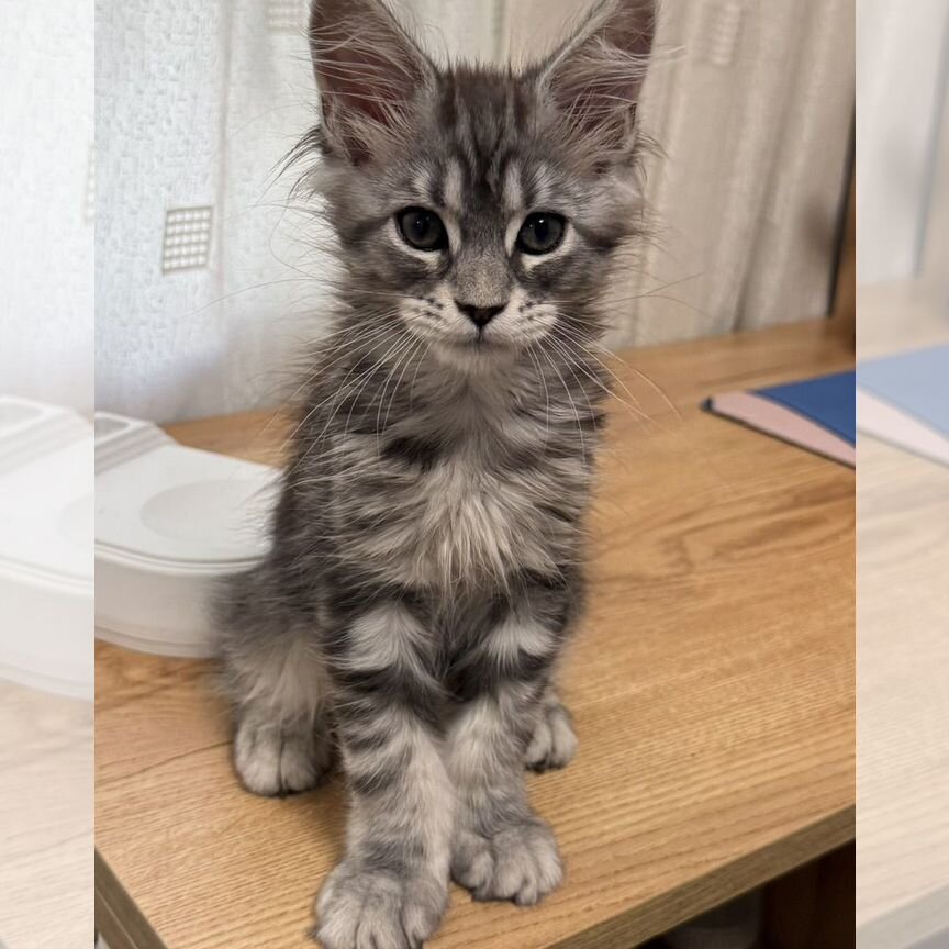 Мейн-кун котёнок
