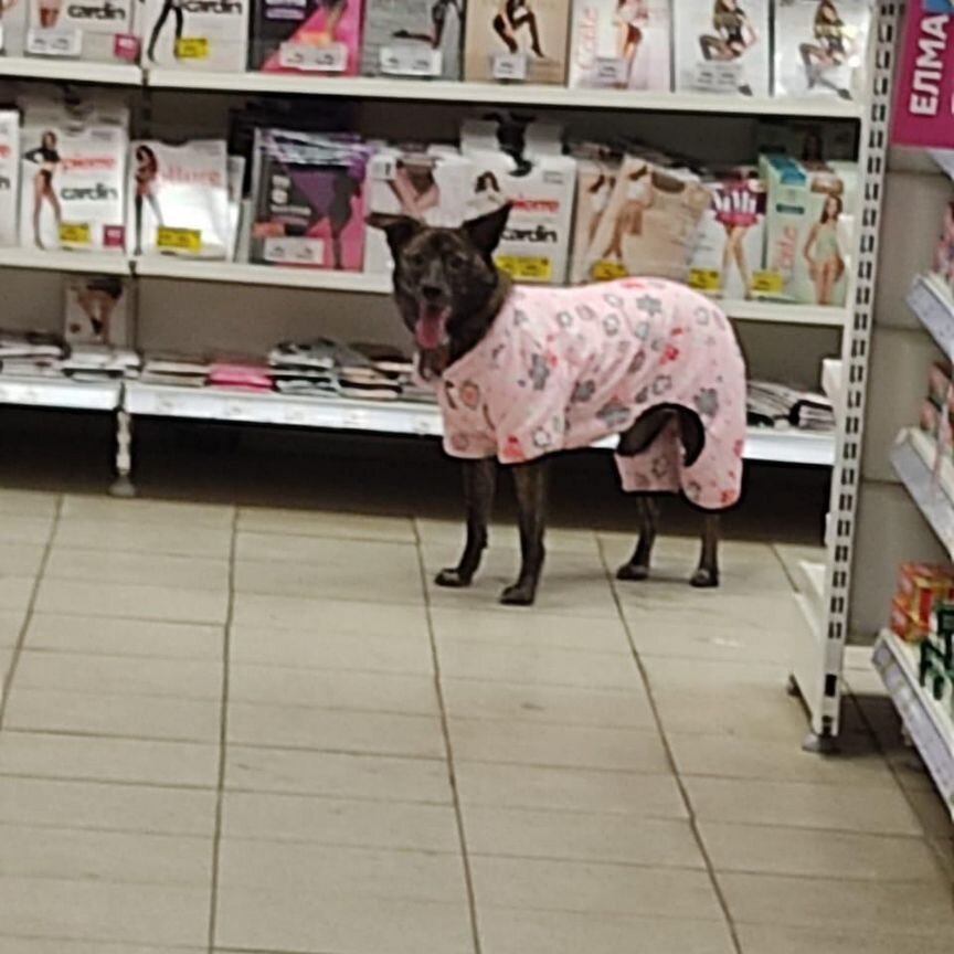 Чья потеряшка