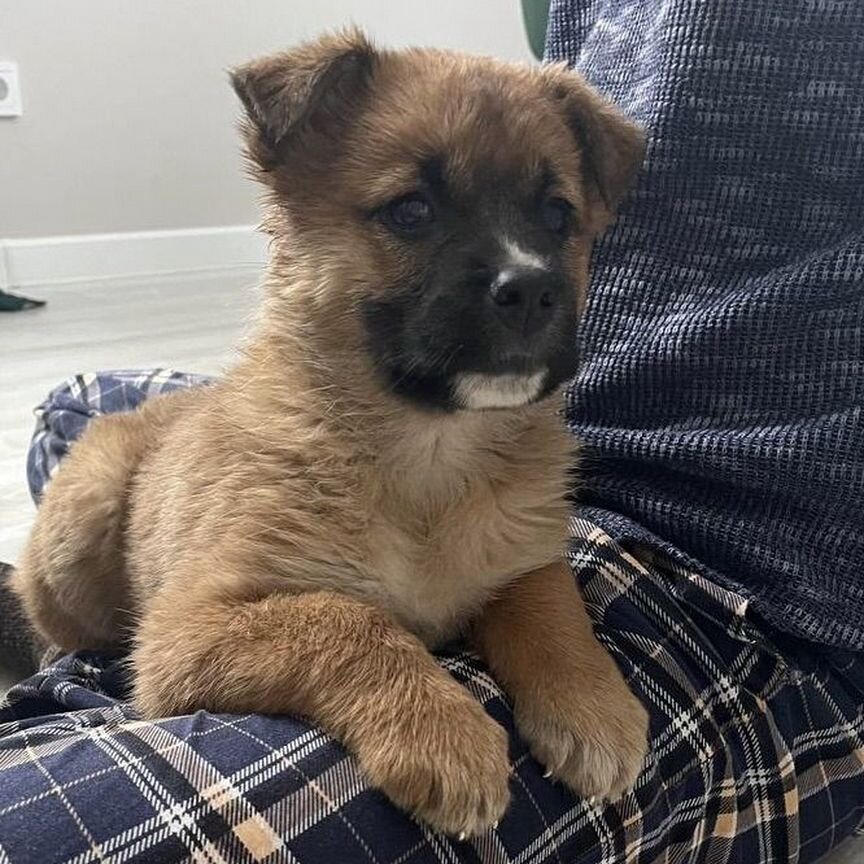 Отдам щенка овчаристой мамы помесь