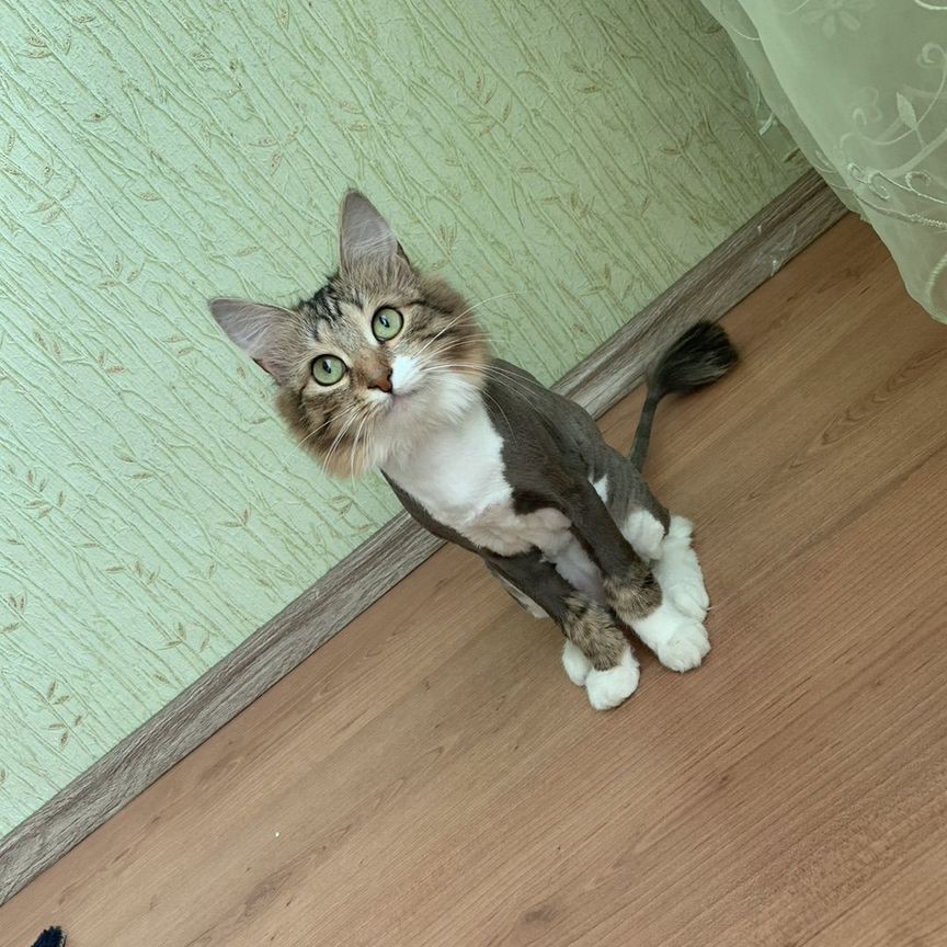 Кошка в добрые руки