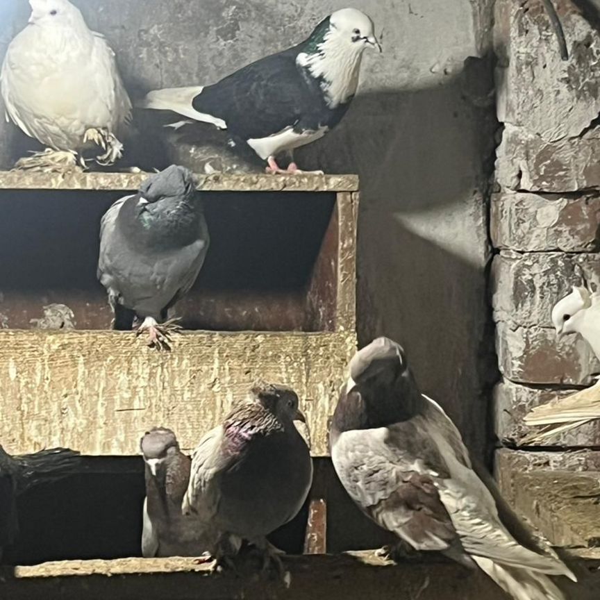 Продажа голубей