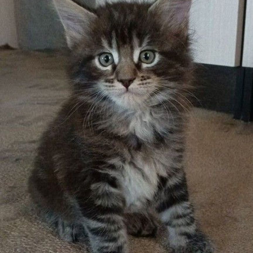 Габаритные рысятки переезжают в новые семьи