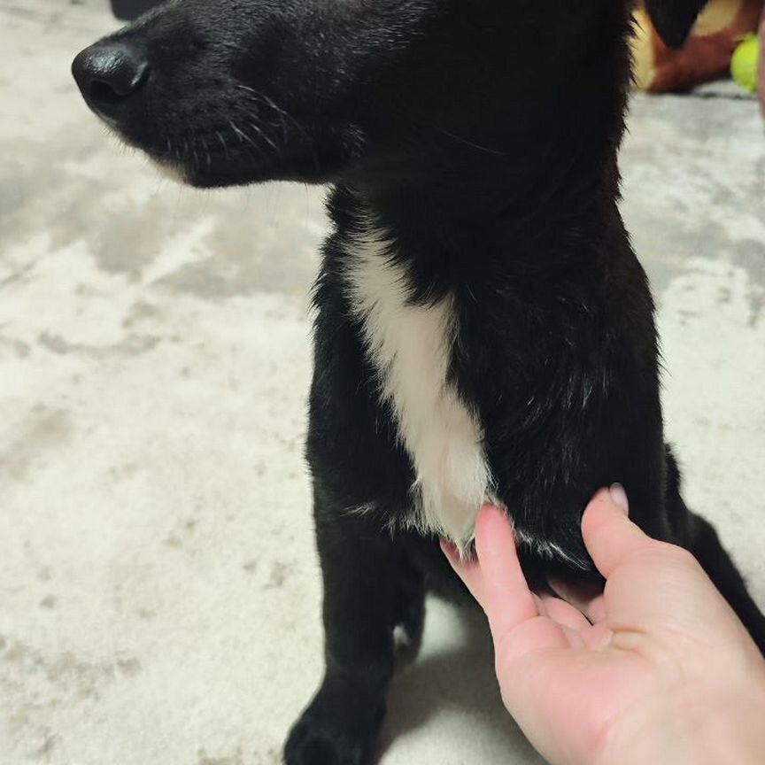 Щенок в добрые руки