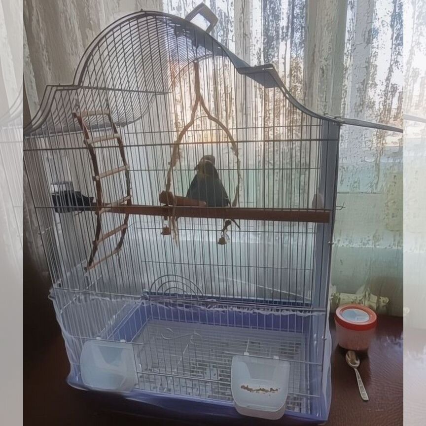 Волнистый попугай с клеткой