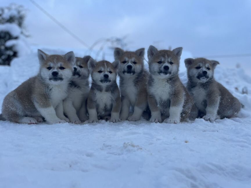 Щенки Акита-ину РКФ