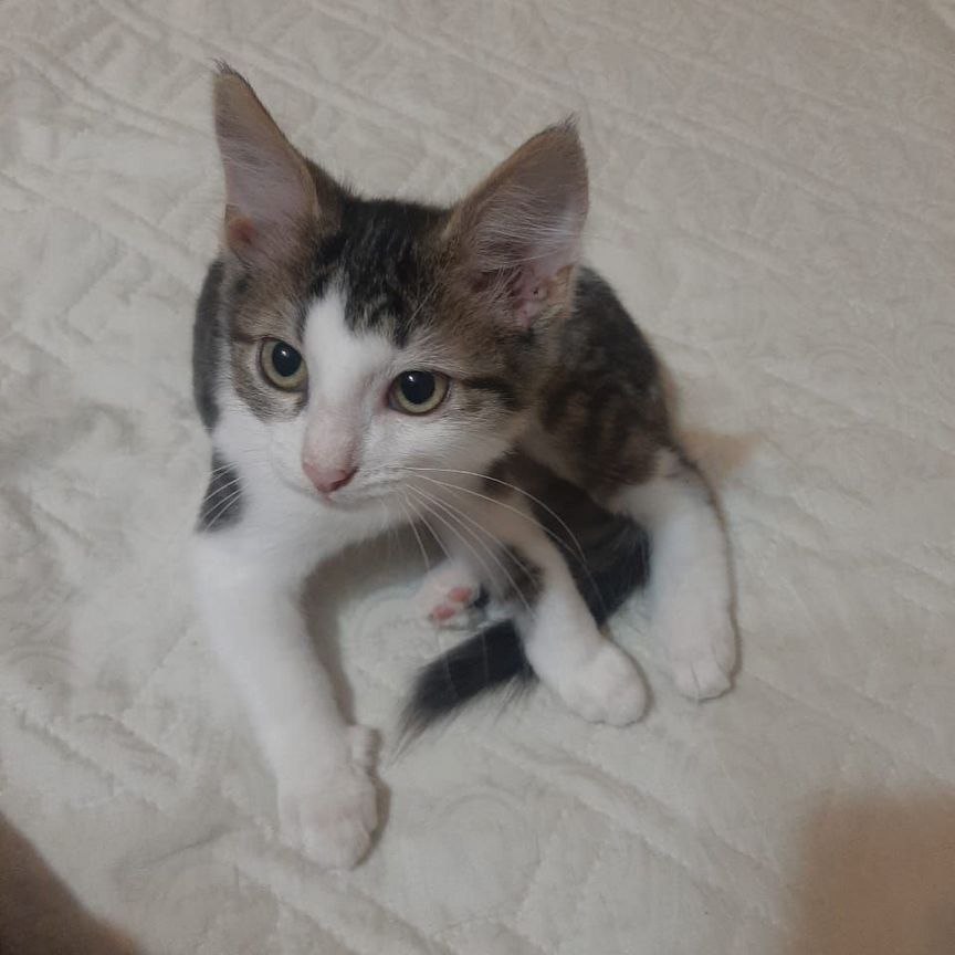 Ласковый котик ищет свою семью