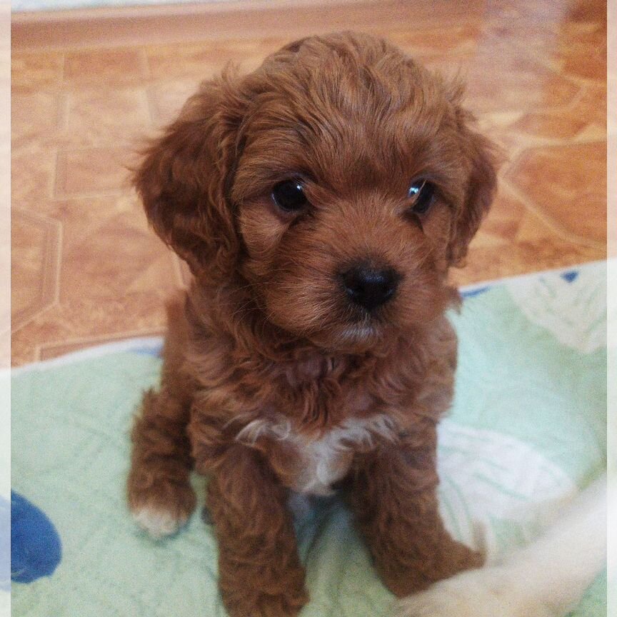 Кавапу, щенок