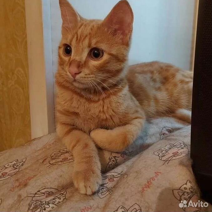 Чудесный рыжик Почти бенгал ищет дом