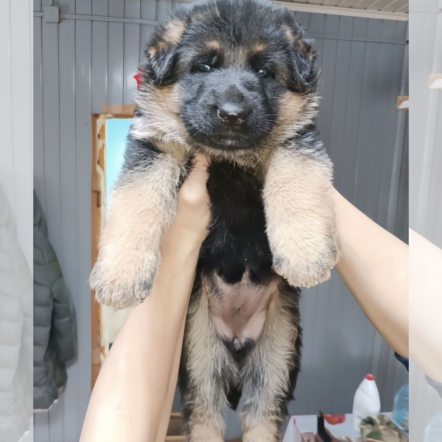 Немецкая овчарка, щенок