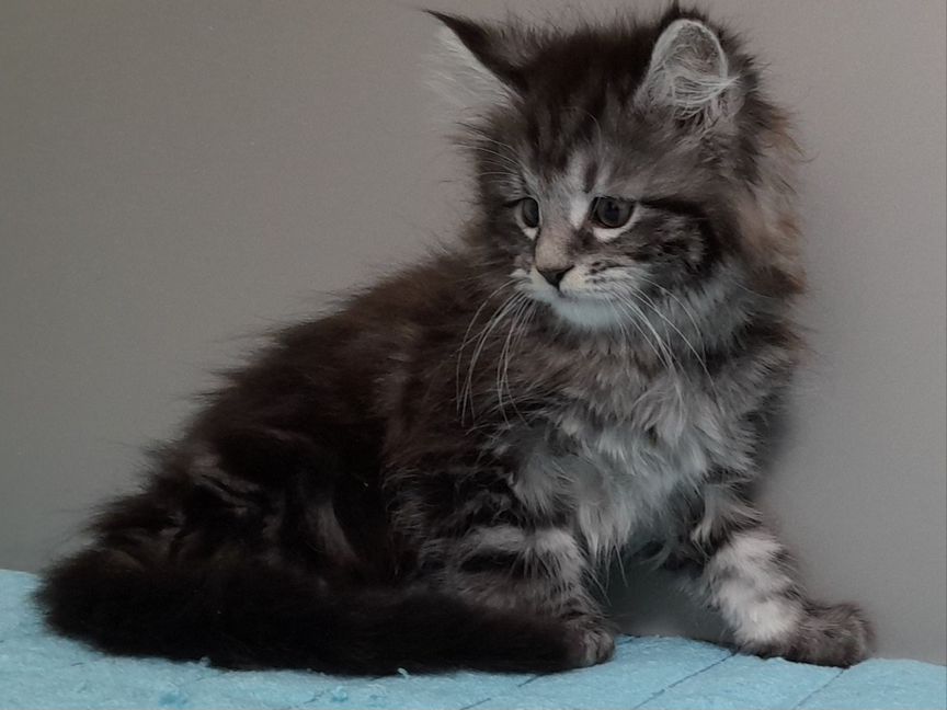 Котята мейн кун