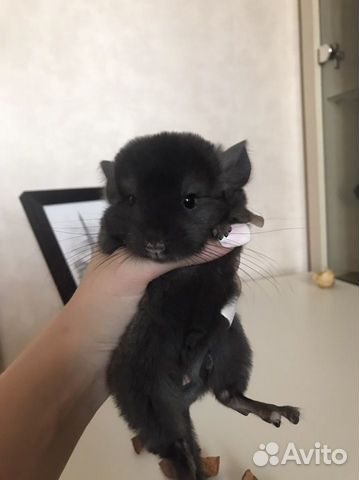 Шиншилла, мальчик