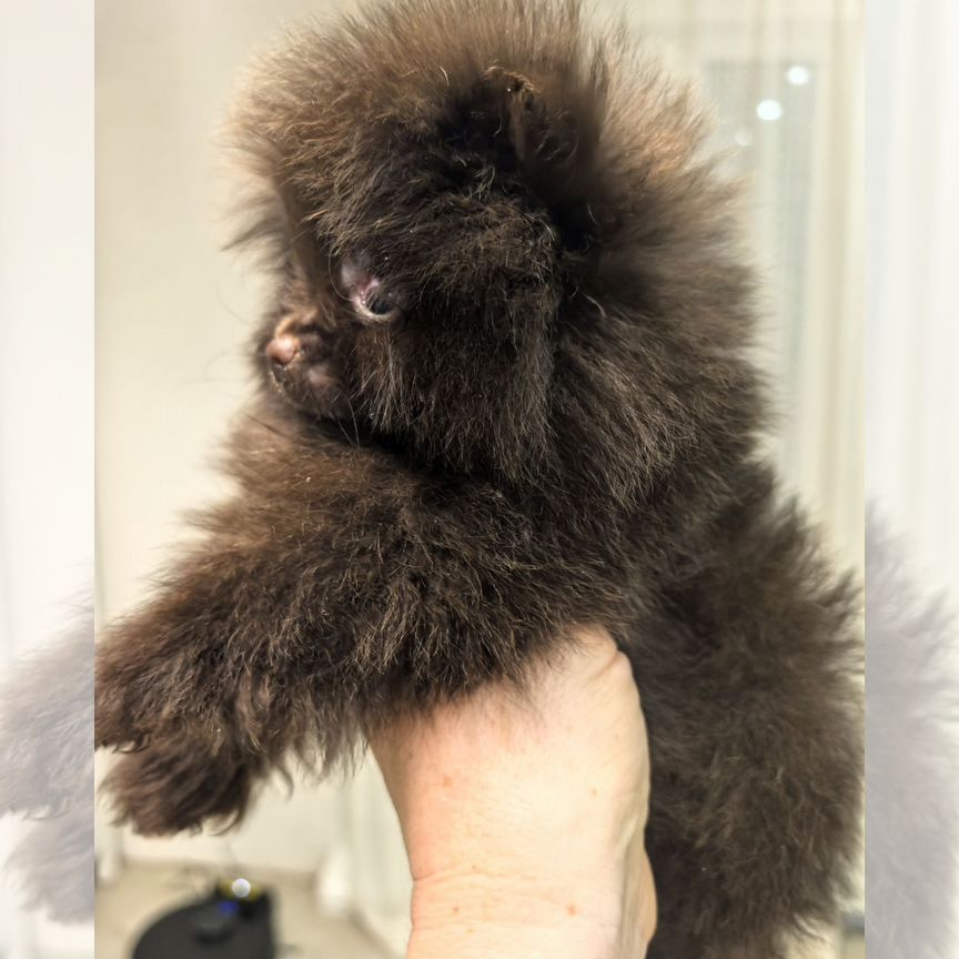 Померанский шпиц, щенок