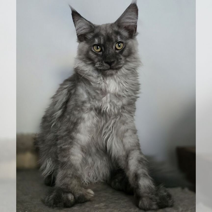 Мейн-кун котёнок