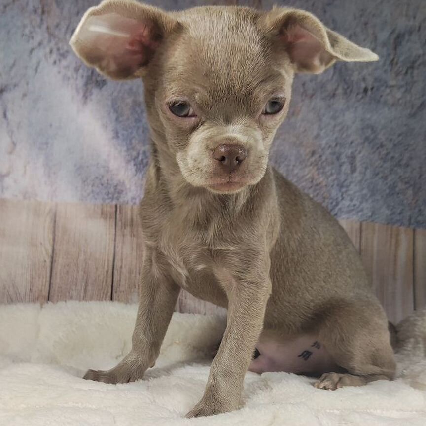 Чихуахуа, щенок