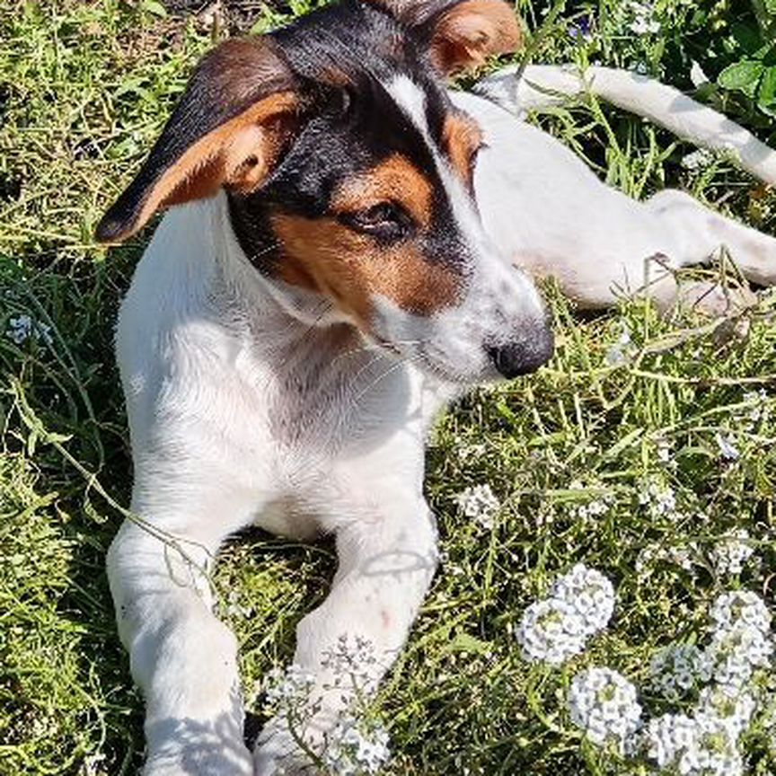 Щенок джек рассел терьер