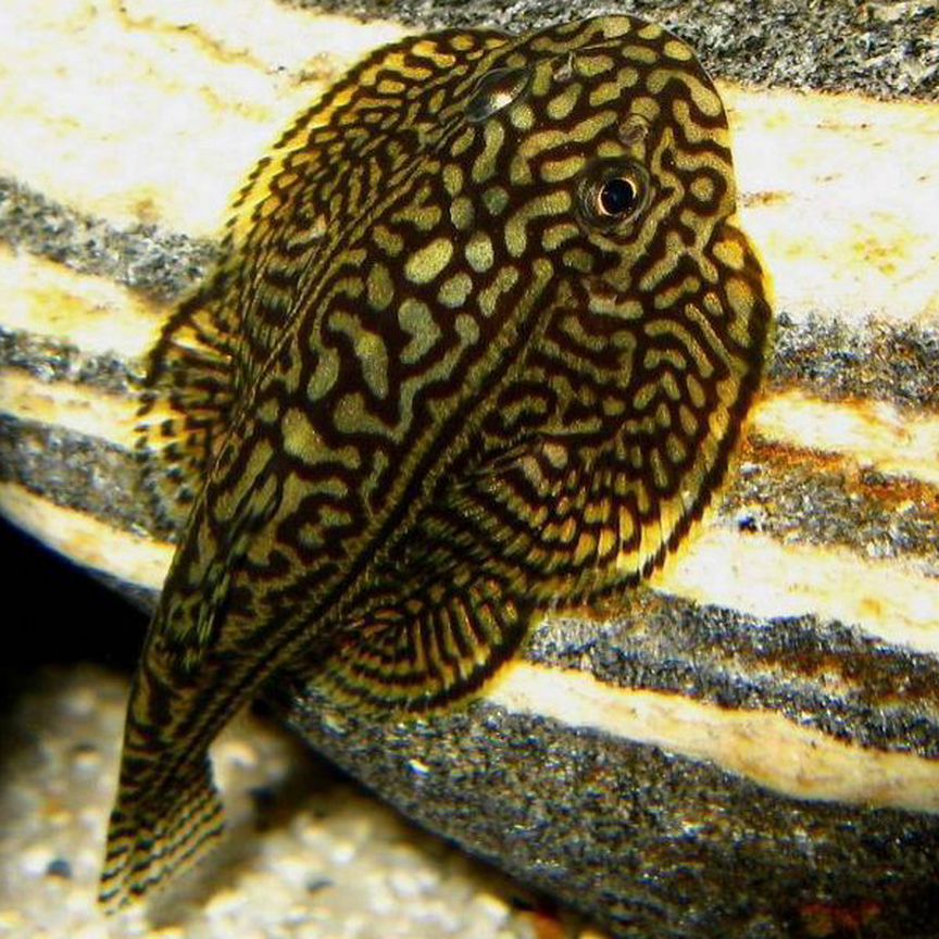 Севелия (сом-псевдо скат)