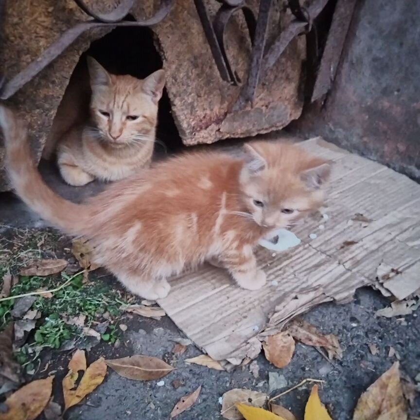Котята в добрые руки