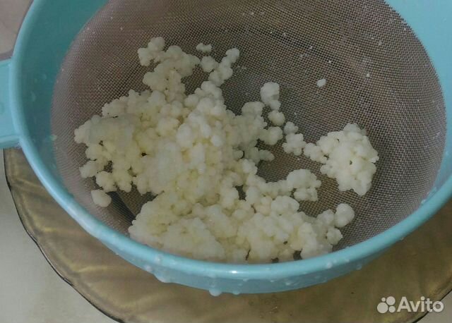 Кефирный тибетский молочный гриб зооглея тибецкий купить в Красноярске ...