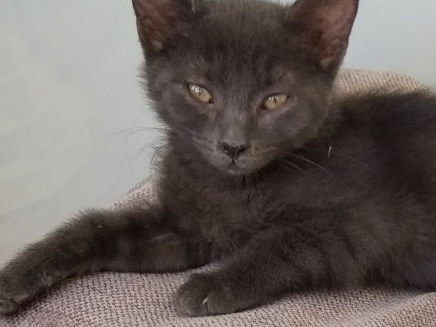 Котенок мальчик