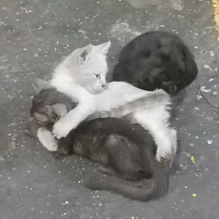 Котята, девочки, ласковые котята