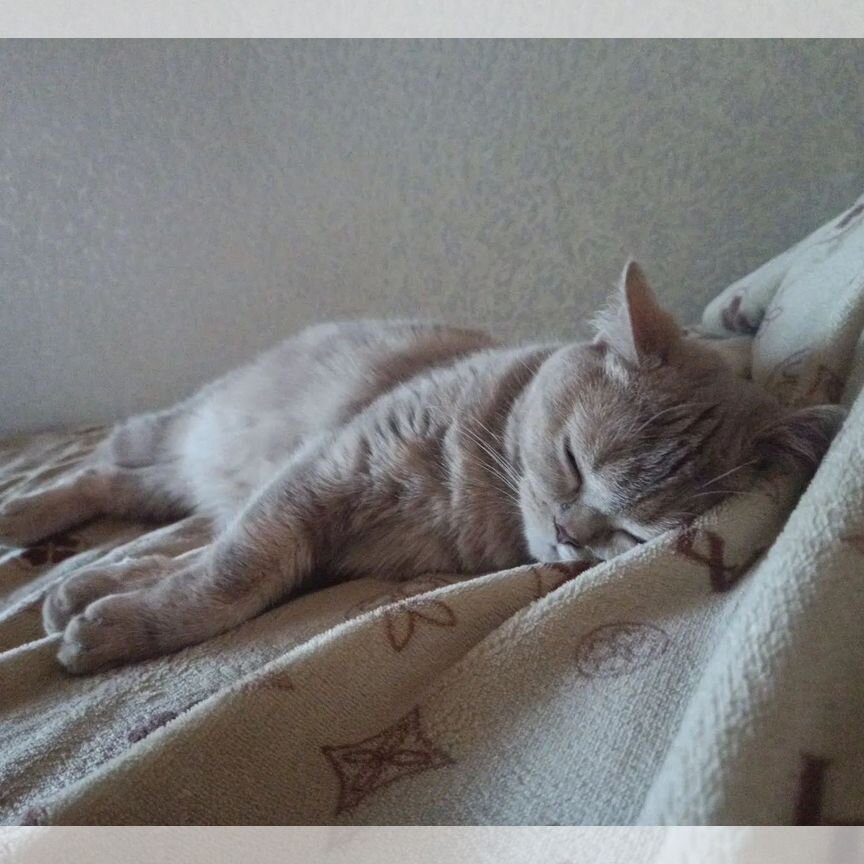 Британский короткошёрстный котёнок