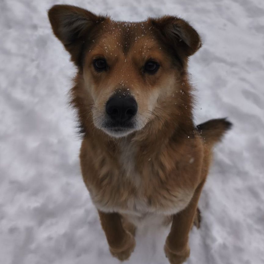 Взрослый пёс в добрые руки