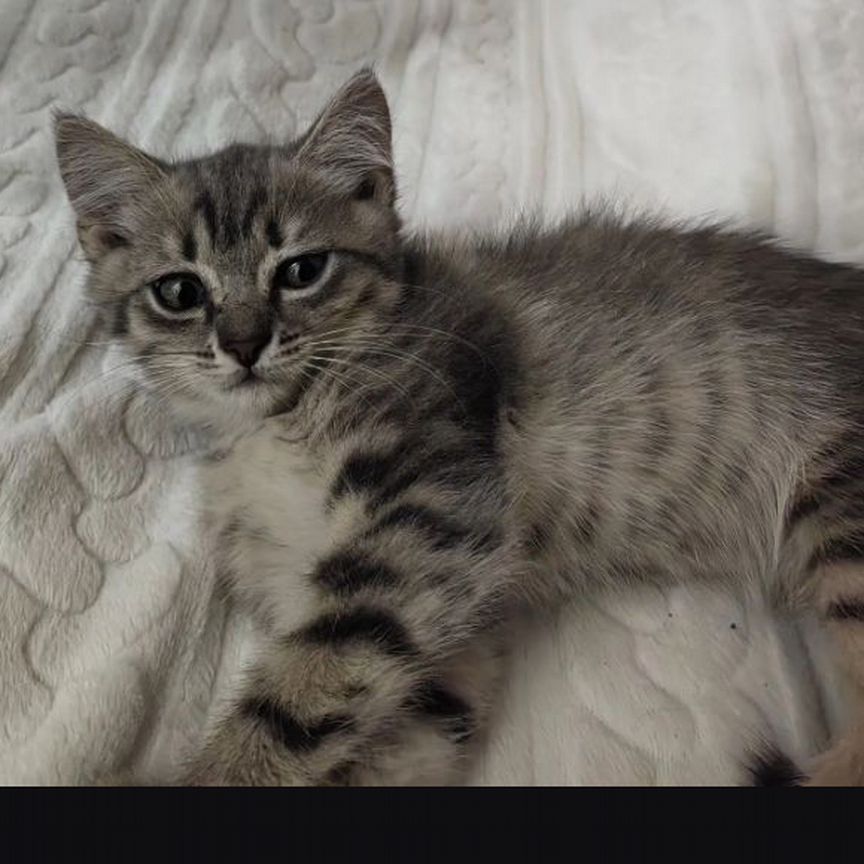 Котёнок от частного владельца