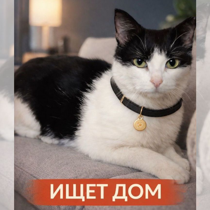 Котёнок в добрые руки