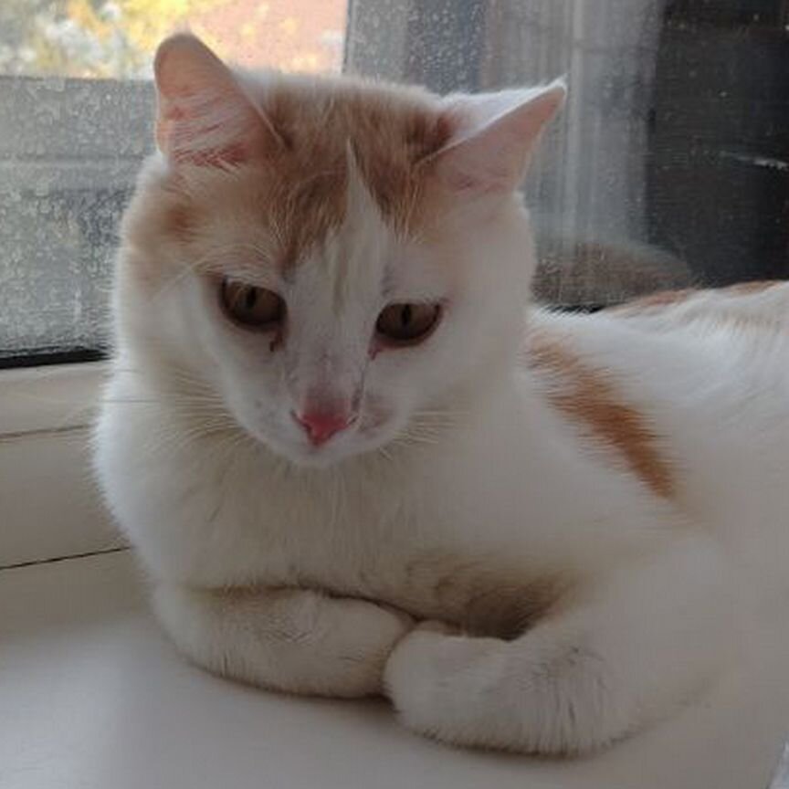 Европейский короткошёрстный котёнок
