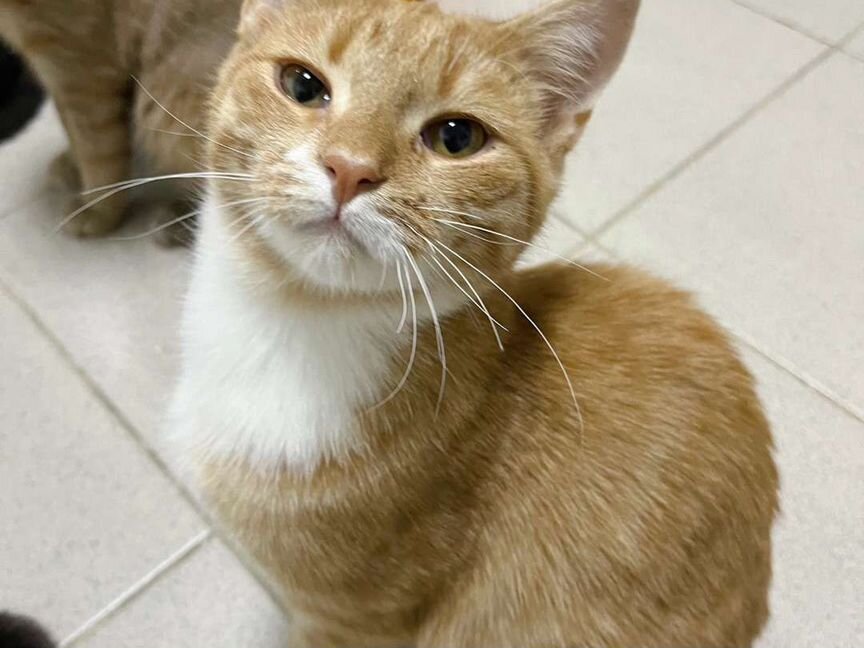 Котик в добрые руки