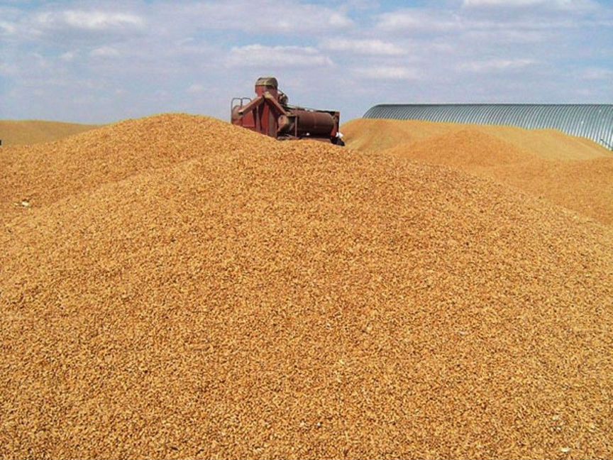 Продам пшеницу зерно