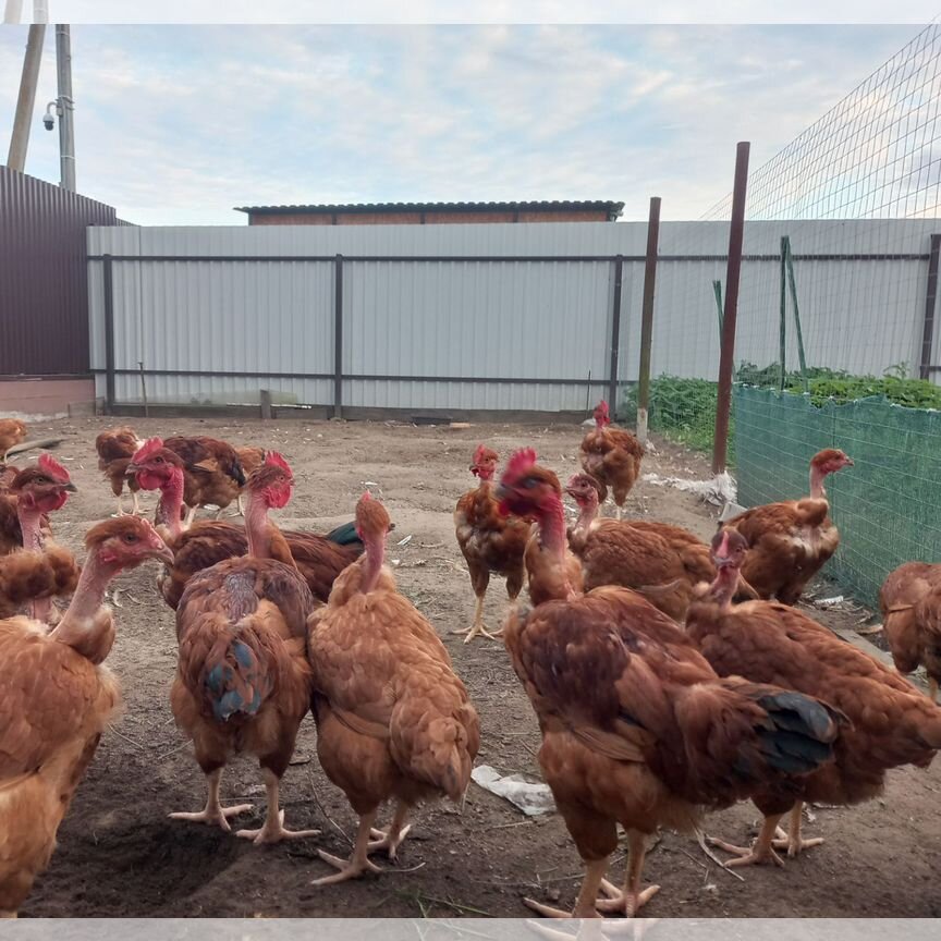 Куры несушки голошейные (испания)