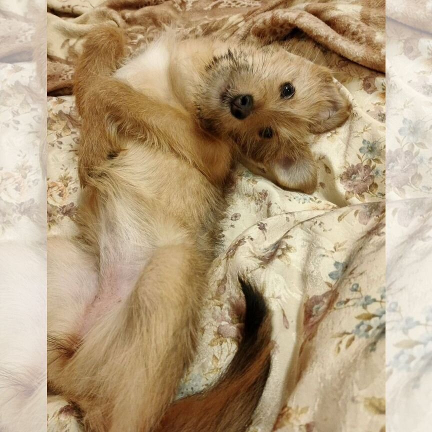 Щенок в добрые руки