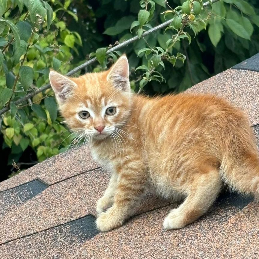 Котенок