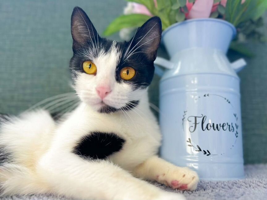 Умный котенок ищет умного хозяина