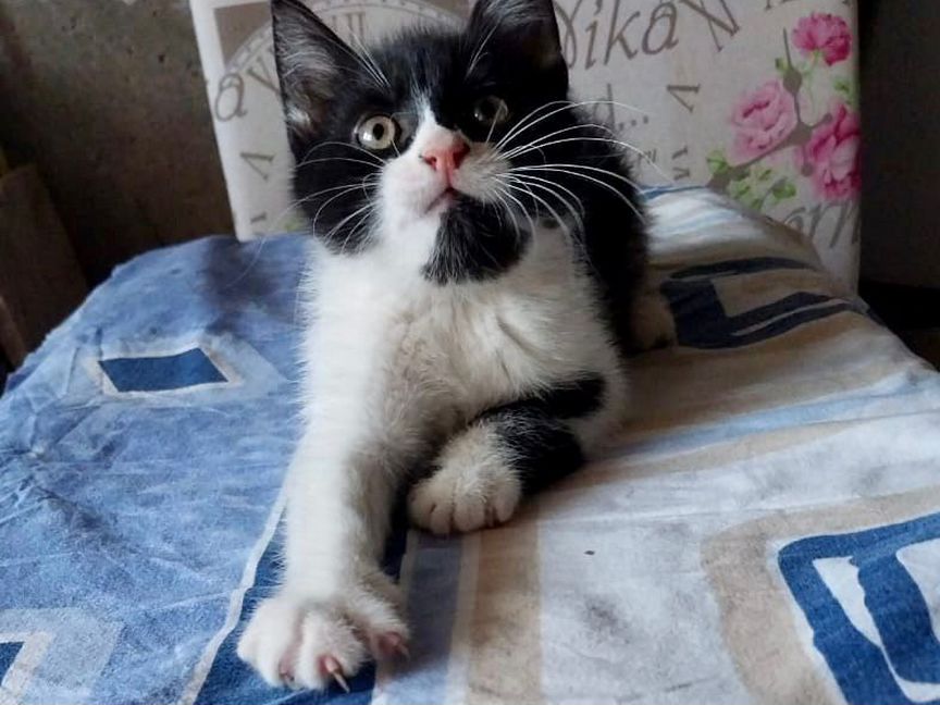 Черно-белые лапочки(мальчик и девочка)