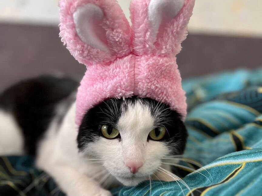 Шапка для кота