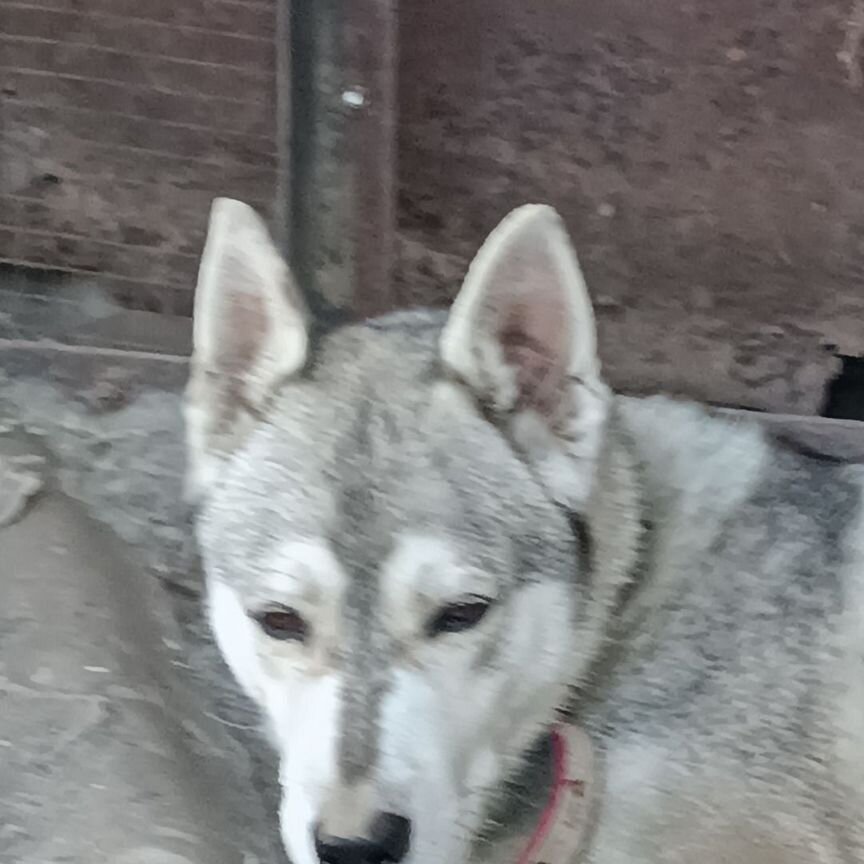 Кабель, сибирский хаски