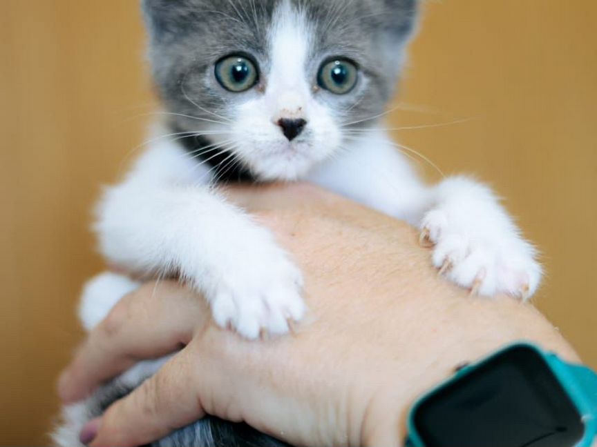 Маленькие котята оказались в приюте