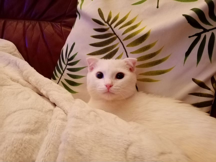 Котик блондин