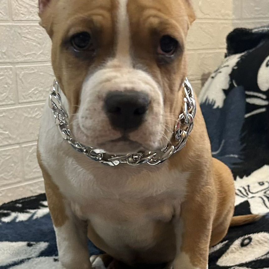 Девочка амстафф 2,5 месяца