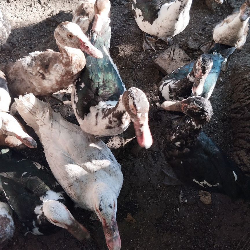 Индоутки домашние